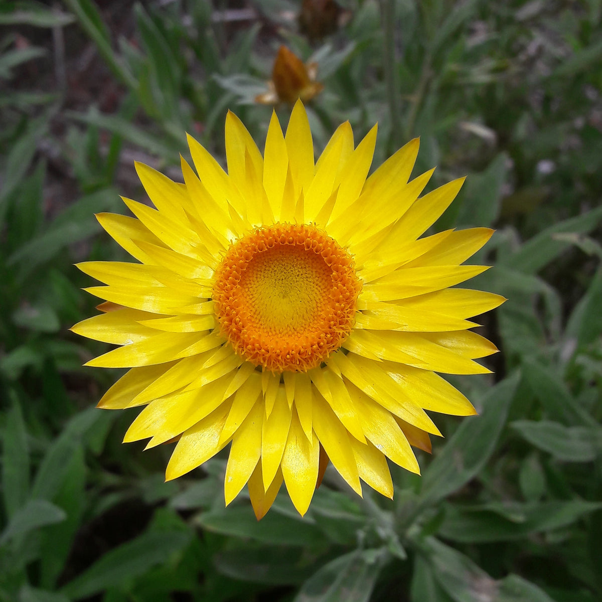 10 ways of celebrating Australian Winter solstice: Honoring Nature