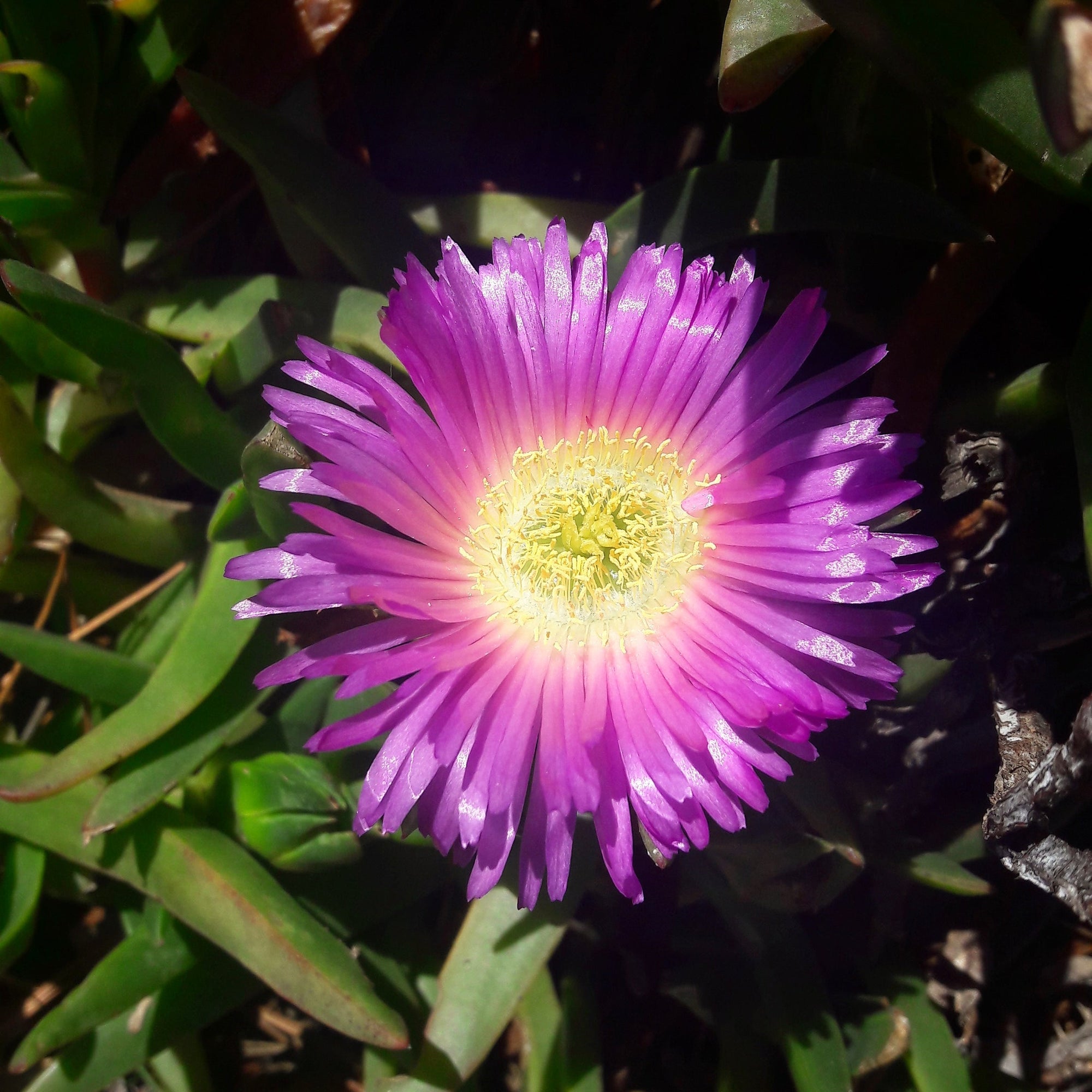 Carpobrotus rossii (Native pigface): A versatile succulent
